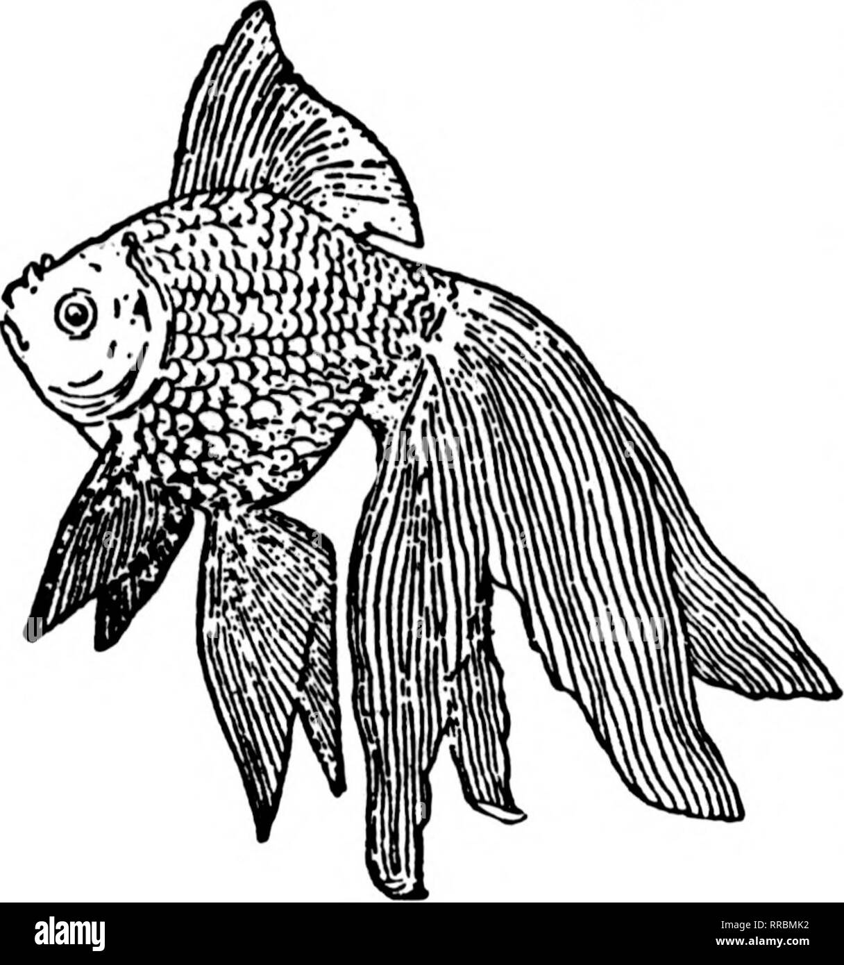 Fancy Goldfish Drawing