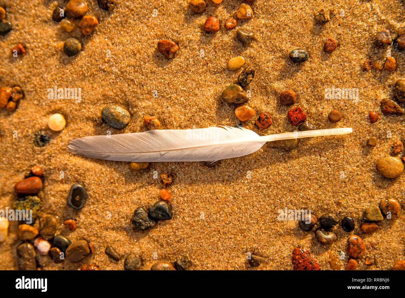 feather on a beach on pebbles and sand Stock Photo - Alamy