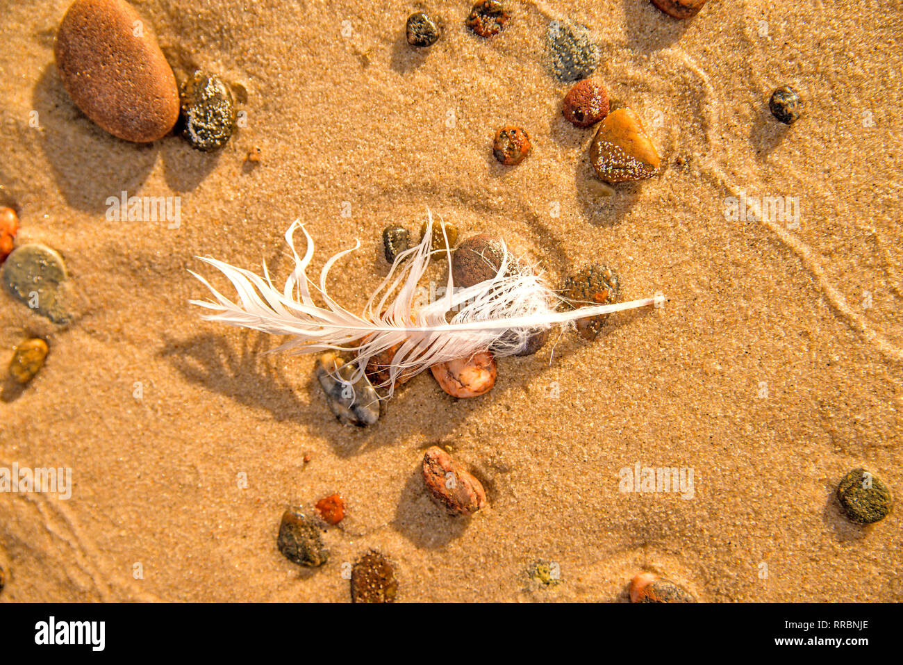 feather on a beach on pebbles and sand Stock Photo - Alamy