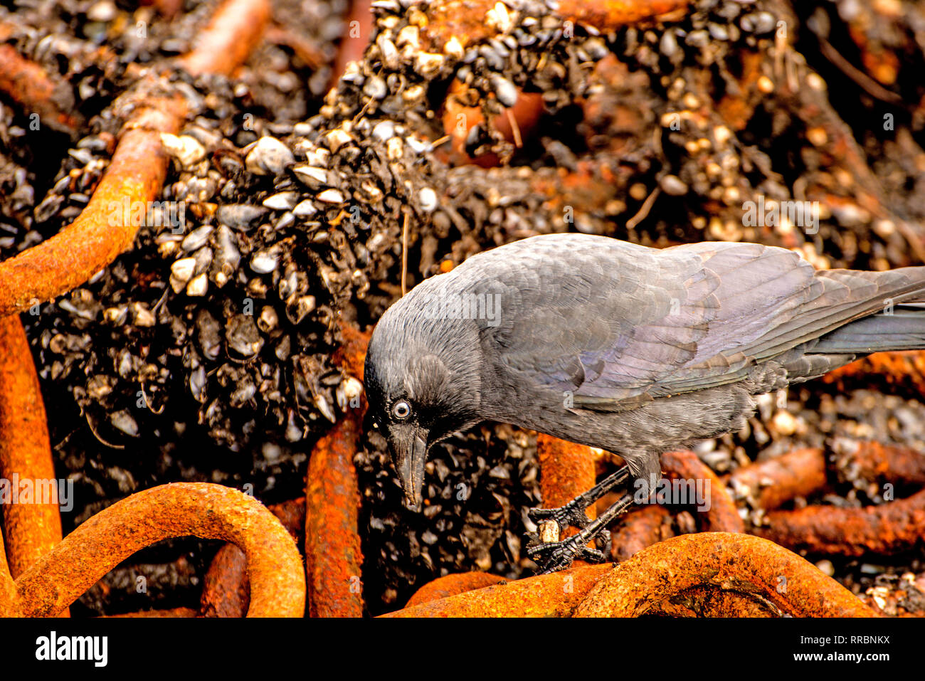 hooded crow looking for food between a rusty chian Stock Photo - Alamy