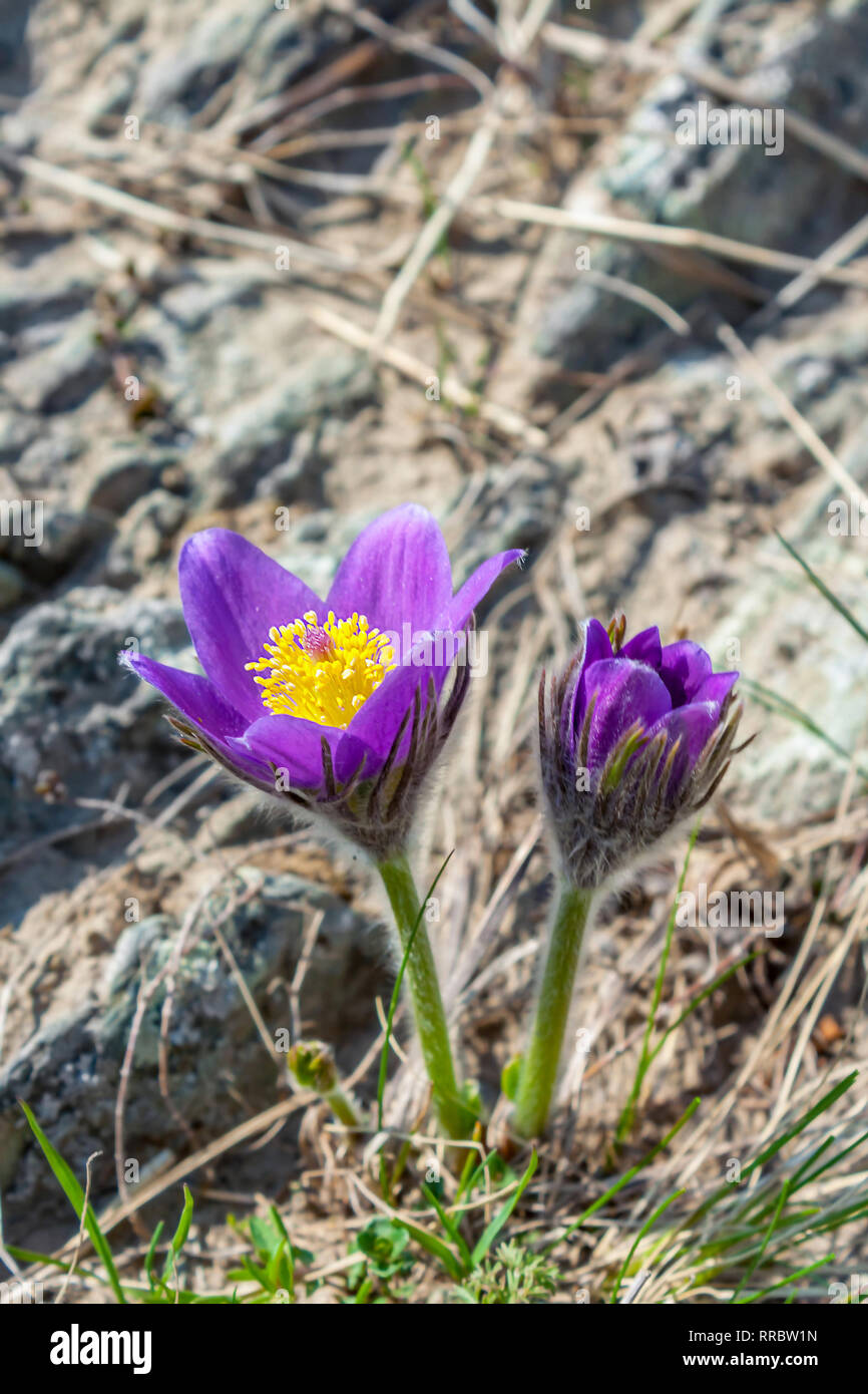 Sleep grass hi-res stock photography and images - Alamy