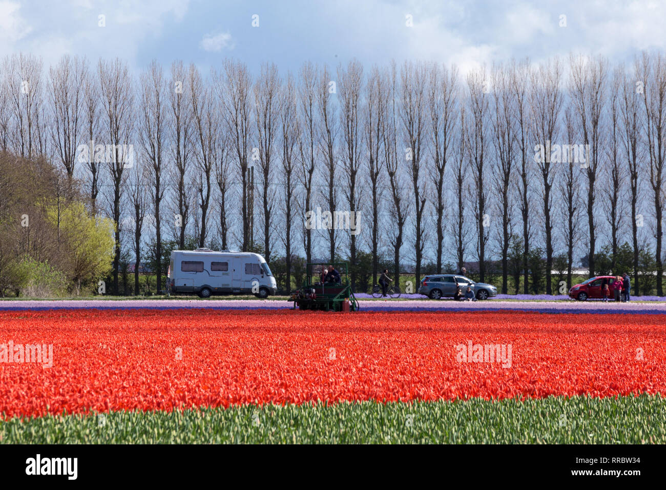 Tulip harvesting machine working in a field of red tulips against teh ...