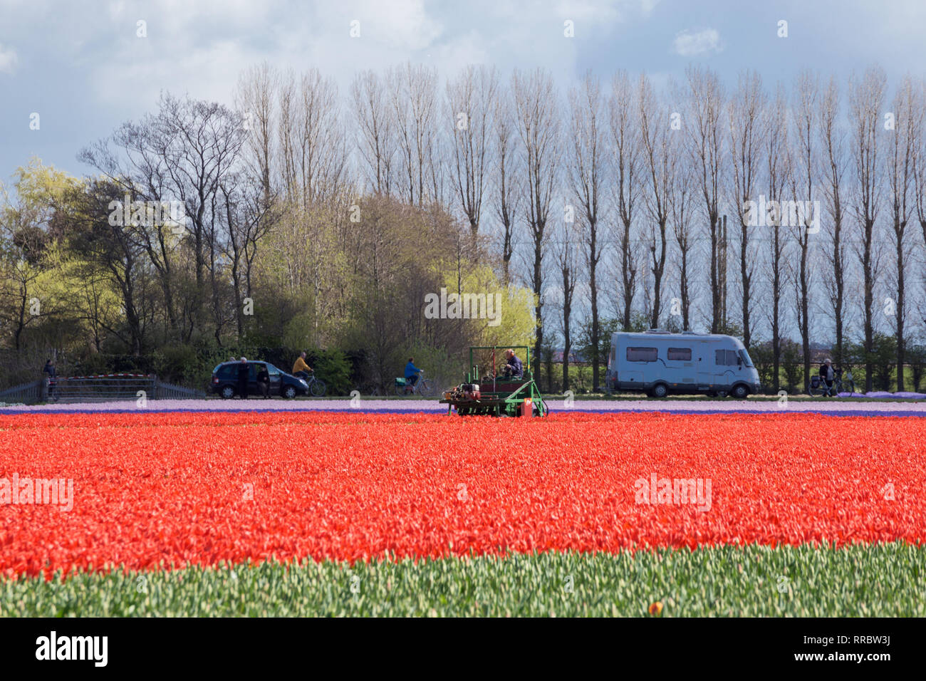 Tulip harvesting machine working in a field of red tulips against teh ...
