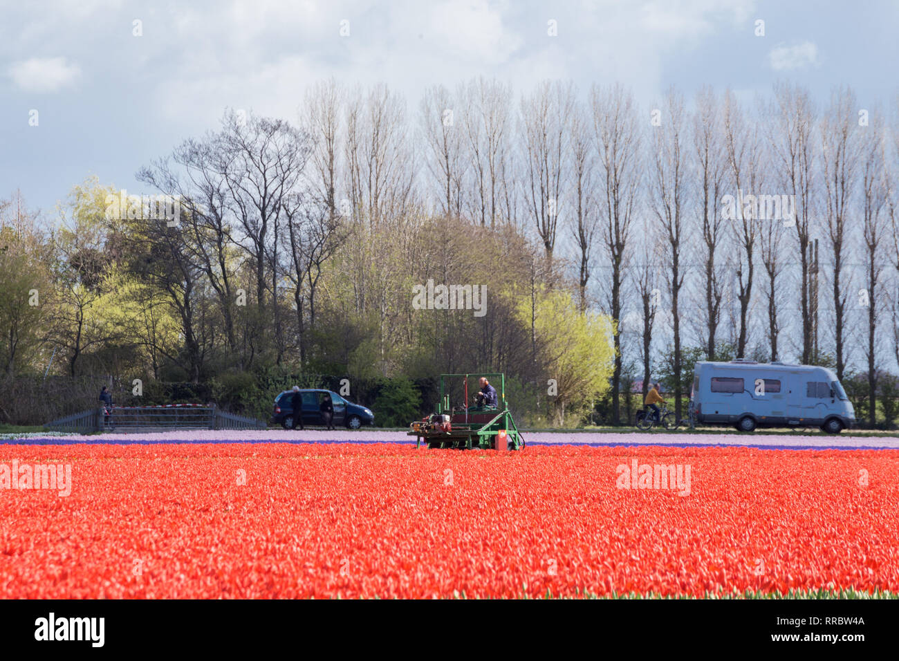Tulip harvesting machine working in a field of red tulips against teh ...