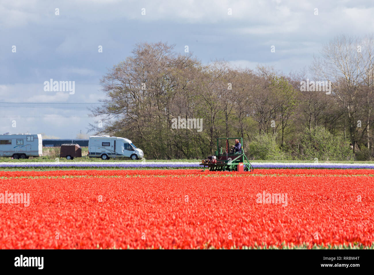Tulip harvesting machine working in a field of red tulips against teh ...