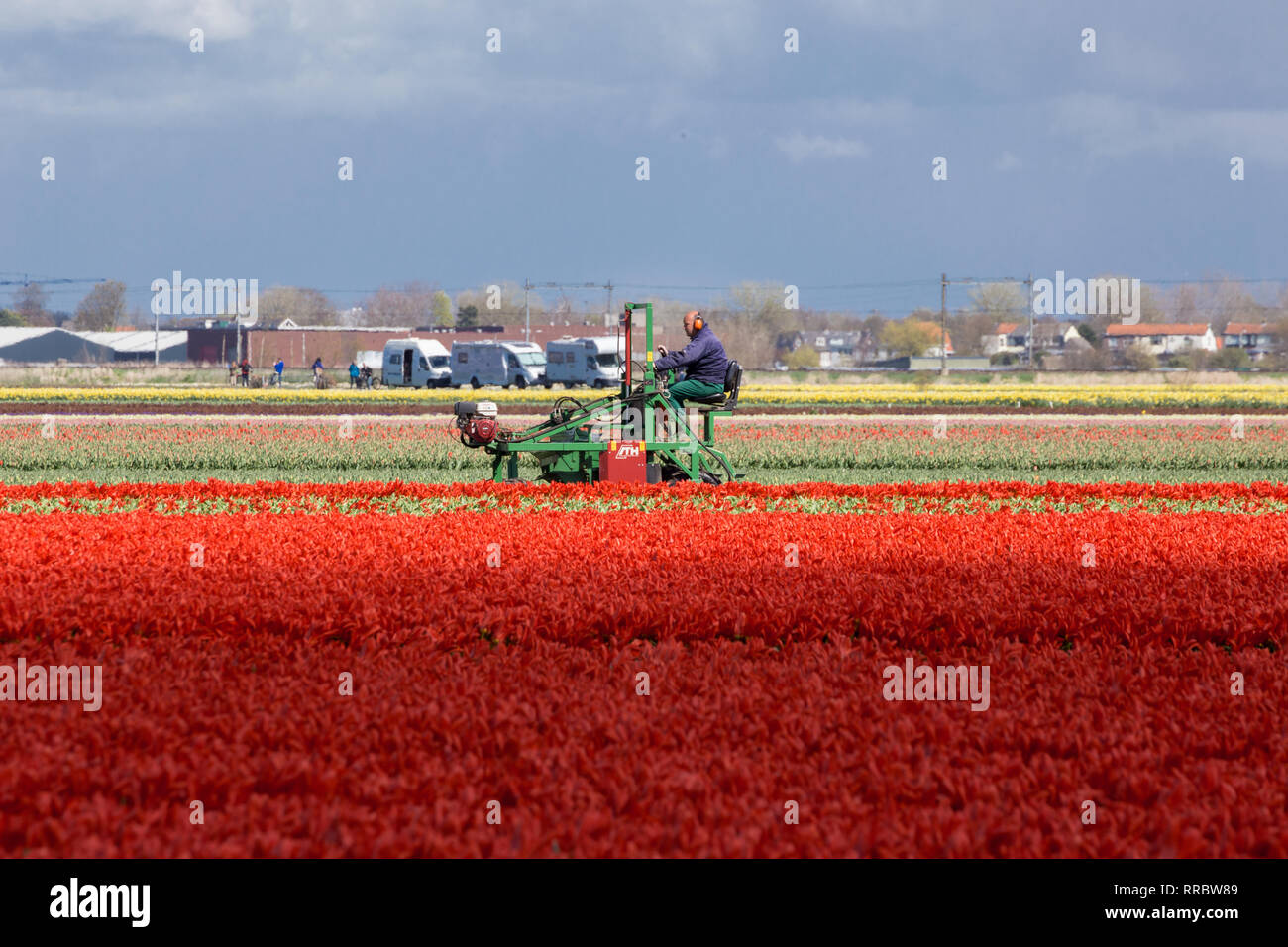 Tulip harvesting machine working in a field of red tulips against teh ...