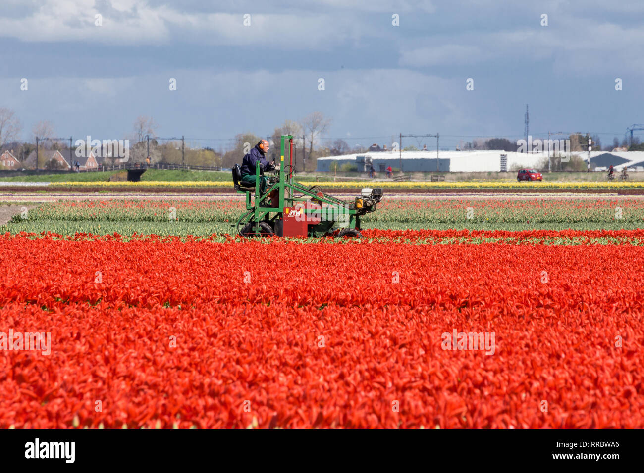 Tulip harvesting machine working in a field of red tulips against teh ...
