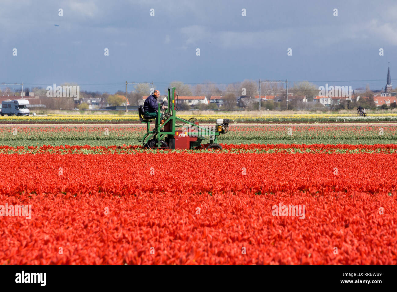 Tulip harvesting machine working in a field of red tulips against teh ...