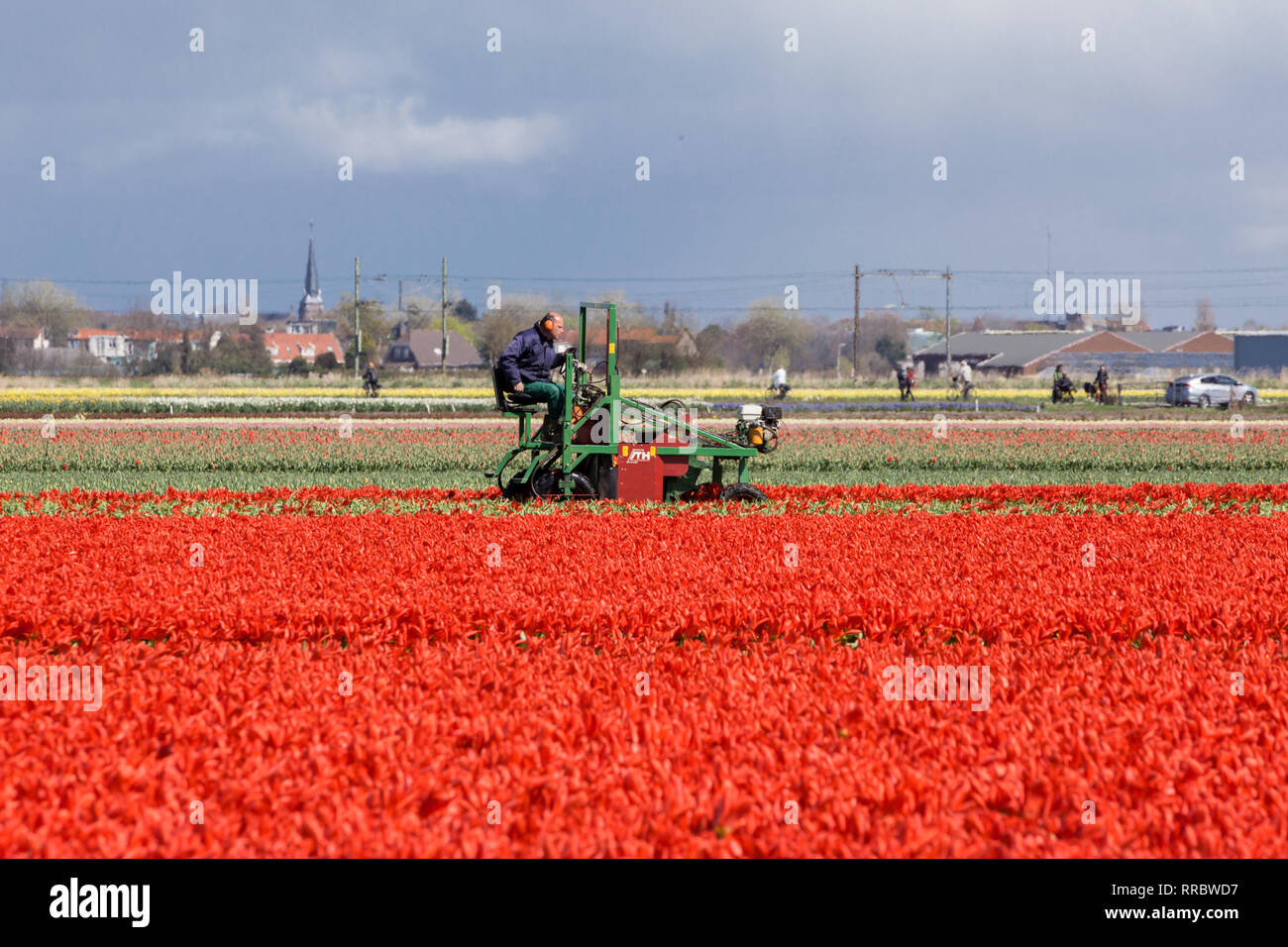 Tulip harvesting machine working in a field of red tulips against teh ...