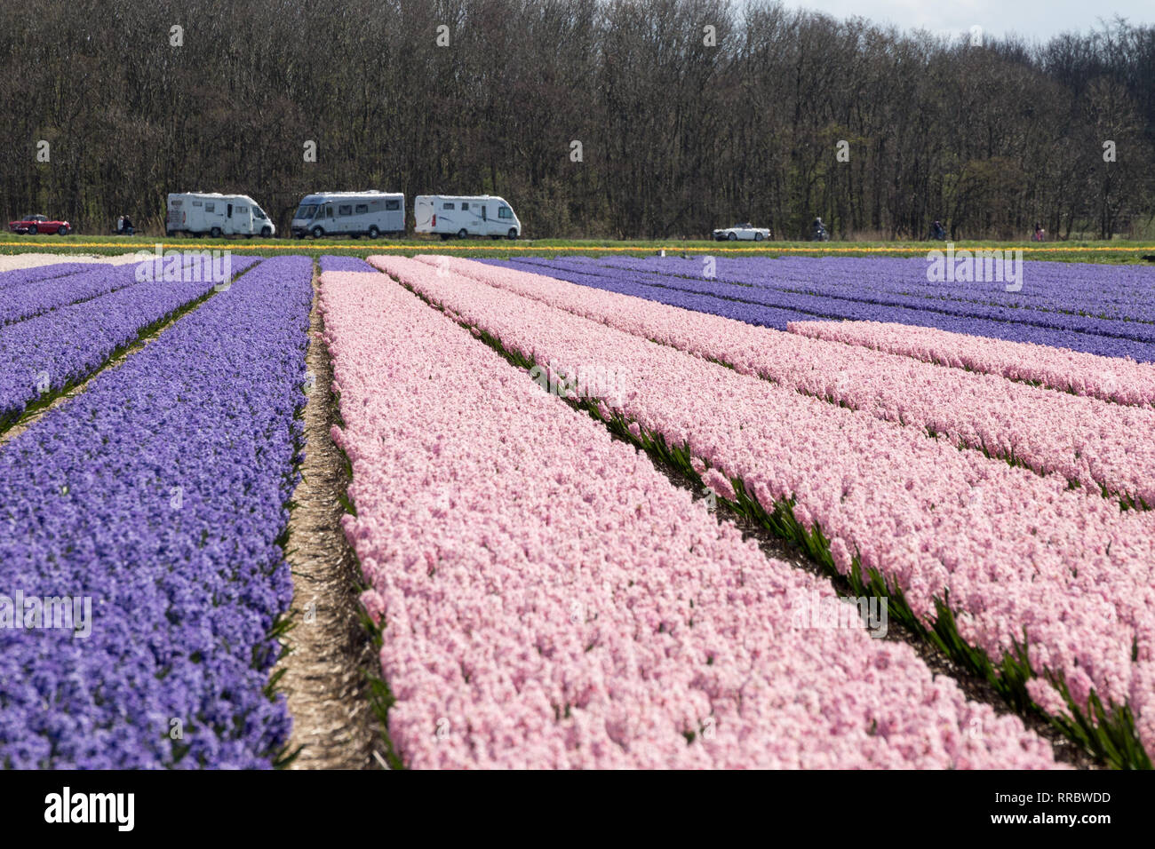Spring in the Netherlands: Tulips in on the farms in full blossom ...