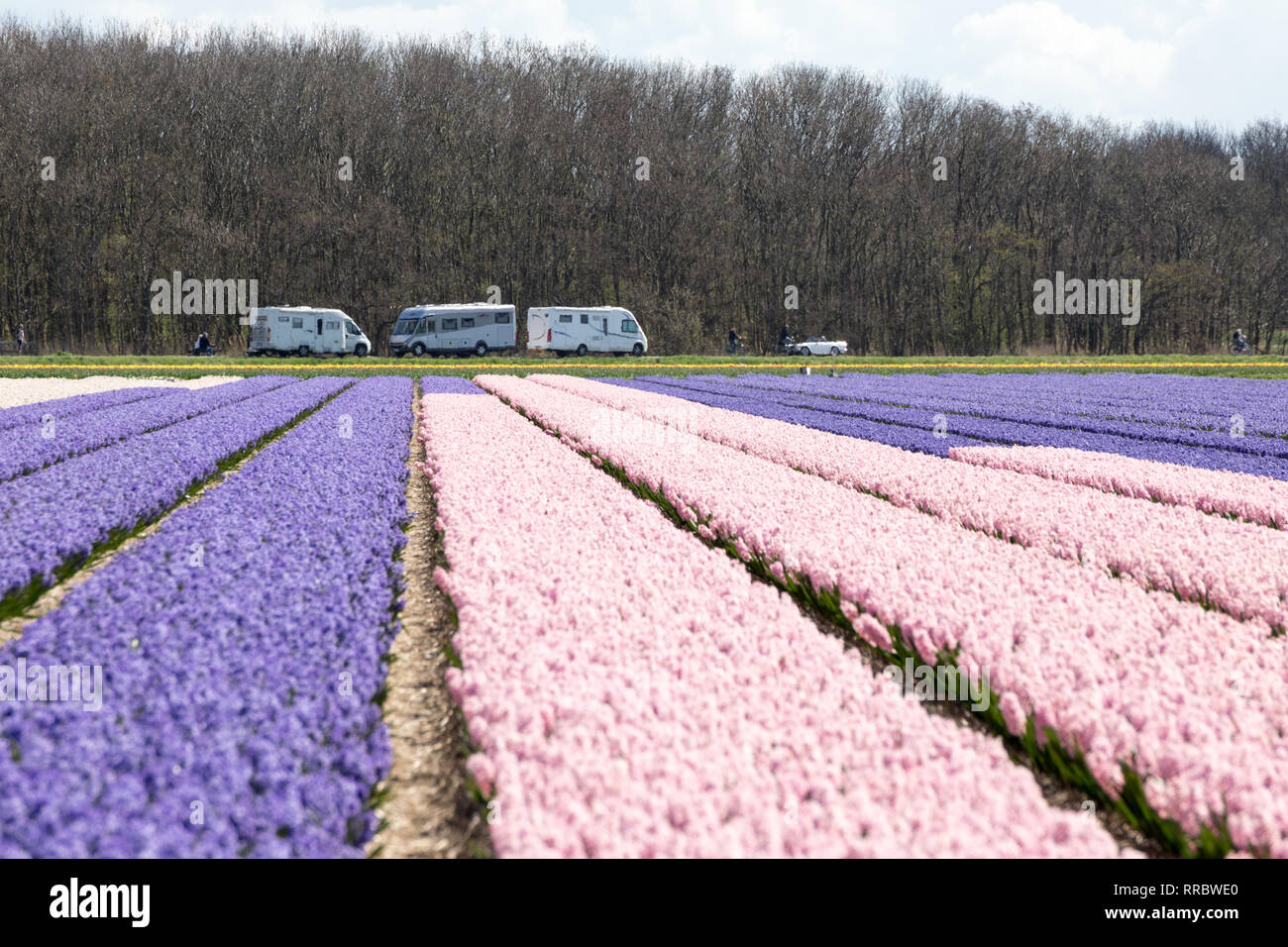 background with forest and camper vans Stock Photo - Alamy