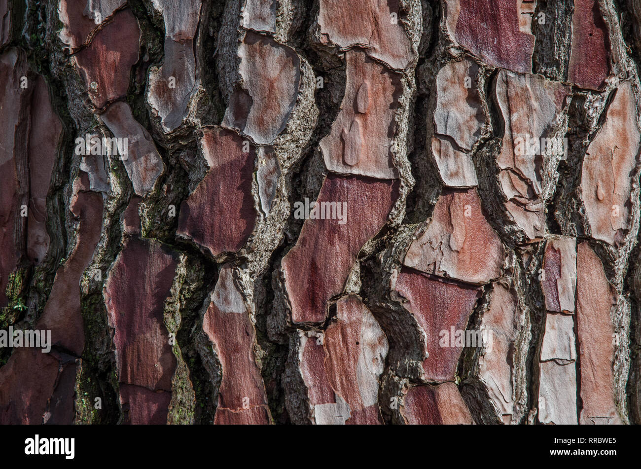 bark of a pine tree in in the provencal colorado park near rustrel town ...