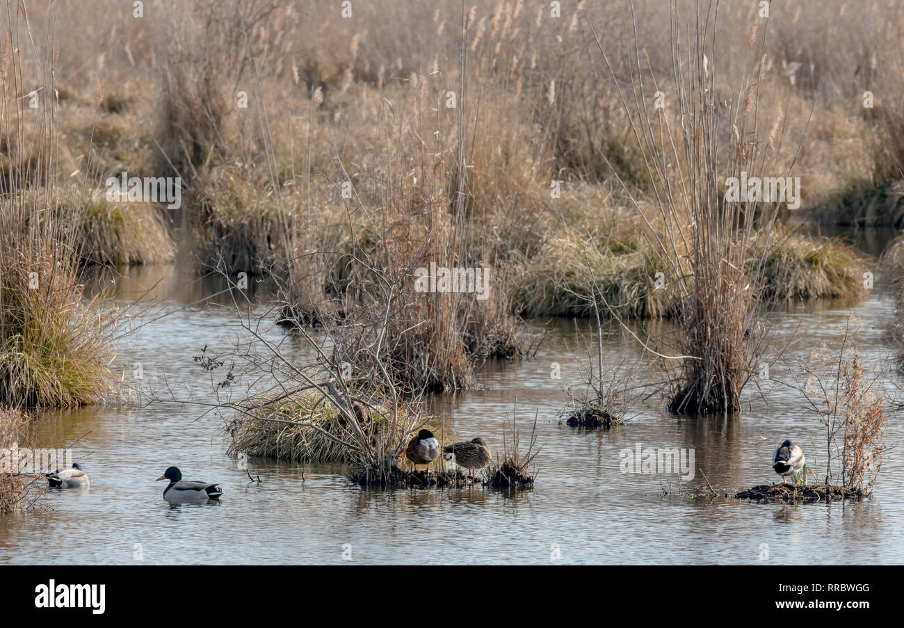Reed island dry grass hi-res stock photography and images - Alamy