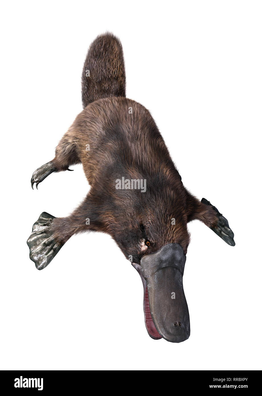3D rendering of an exotic animal platypus isolated on white background ...