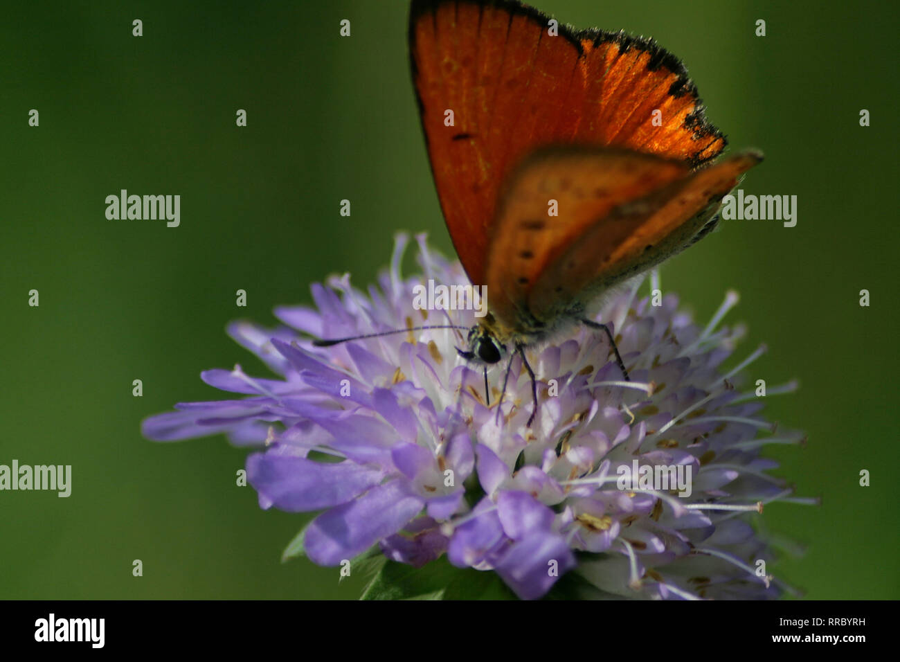 Scarce copper (Lycaena virgaurea) butterfly feeding on nectar of sheep ...
