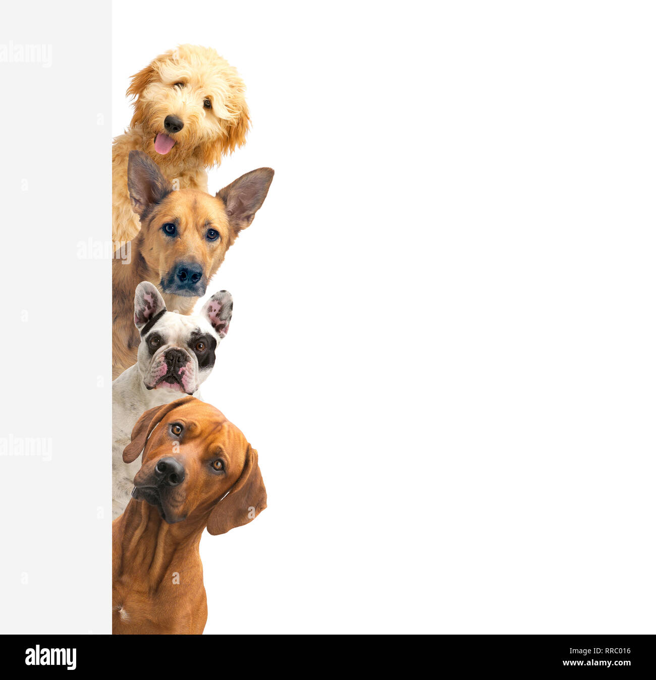 4 dogs hi-res stock photography and images - Alamy