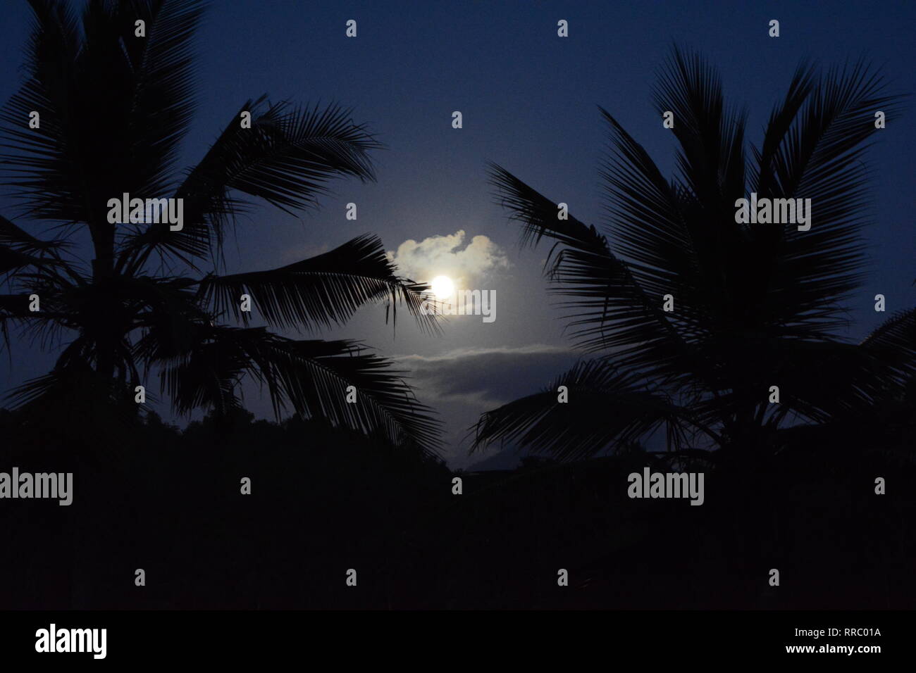 Moon through coconut trees hi-res stock photography and images - Alamy