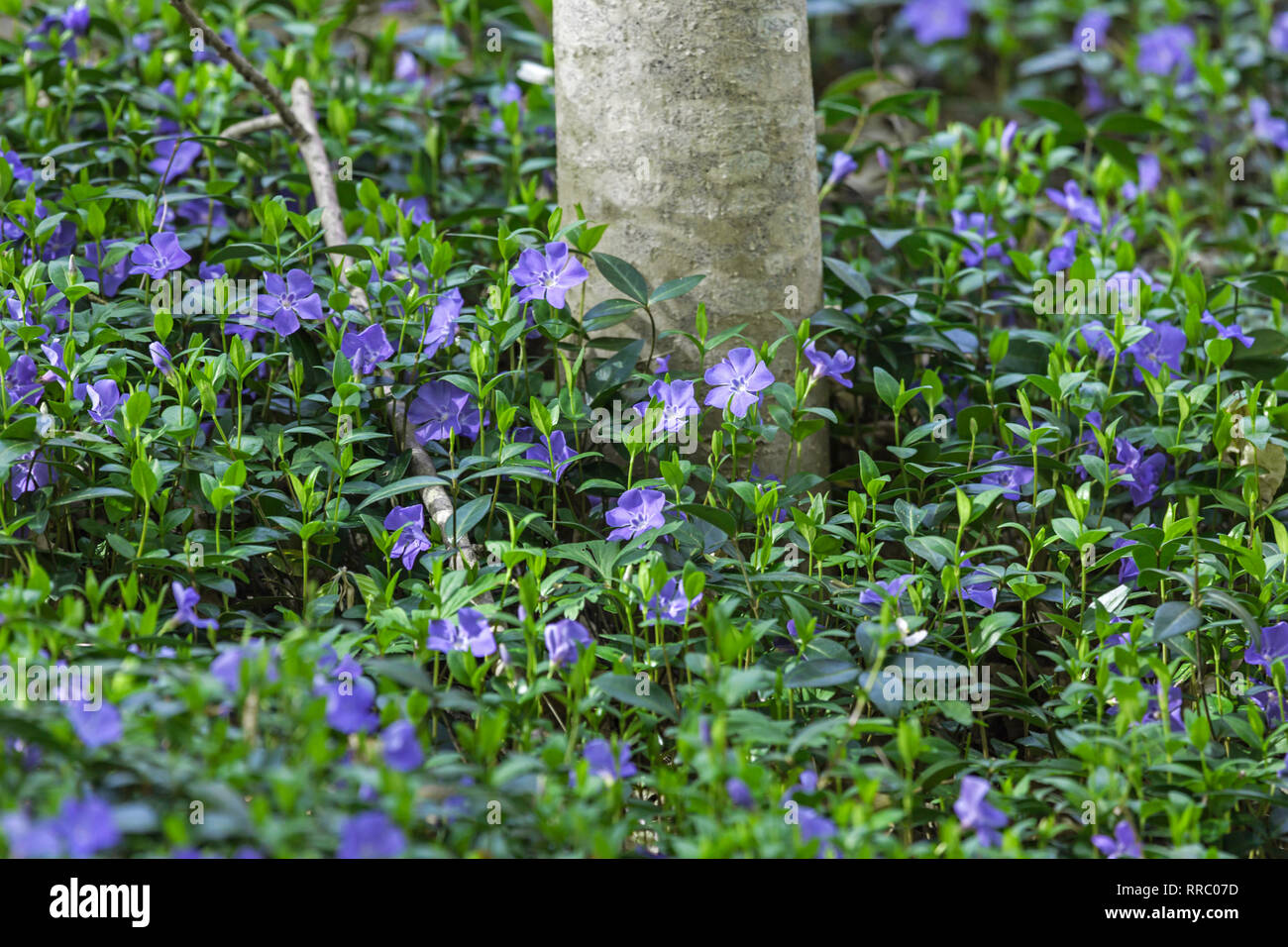 botany, common periwinkle (Vinca minor), Additional-Rights-Clearance ...