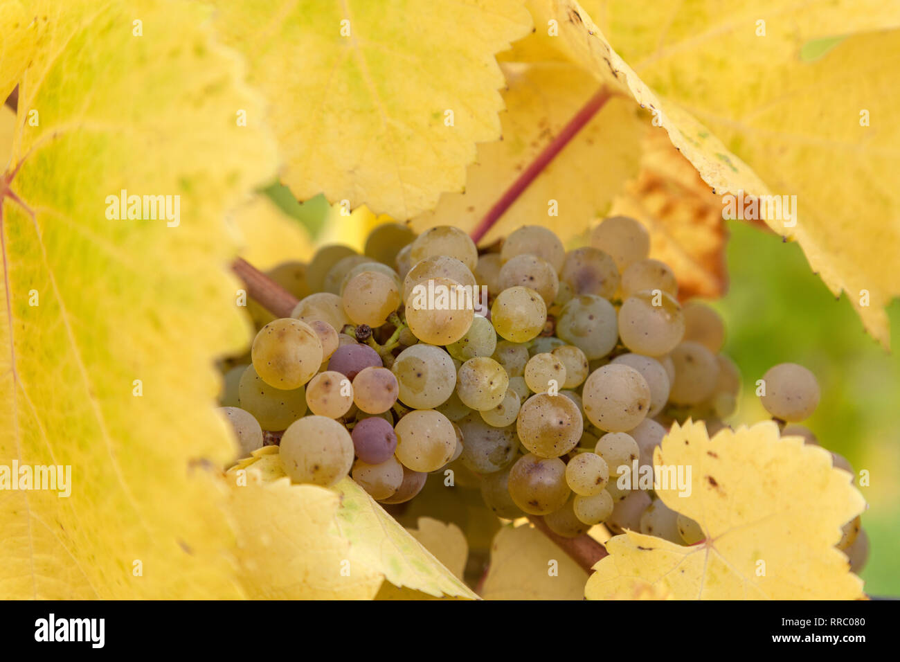 botany, riesling, grapes in the Upper Middle Rhine Valley, Hesse ...
