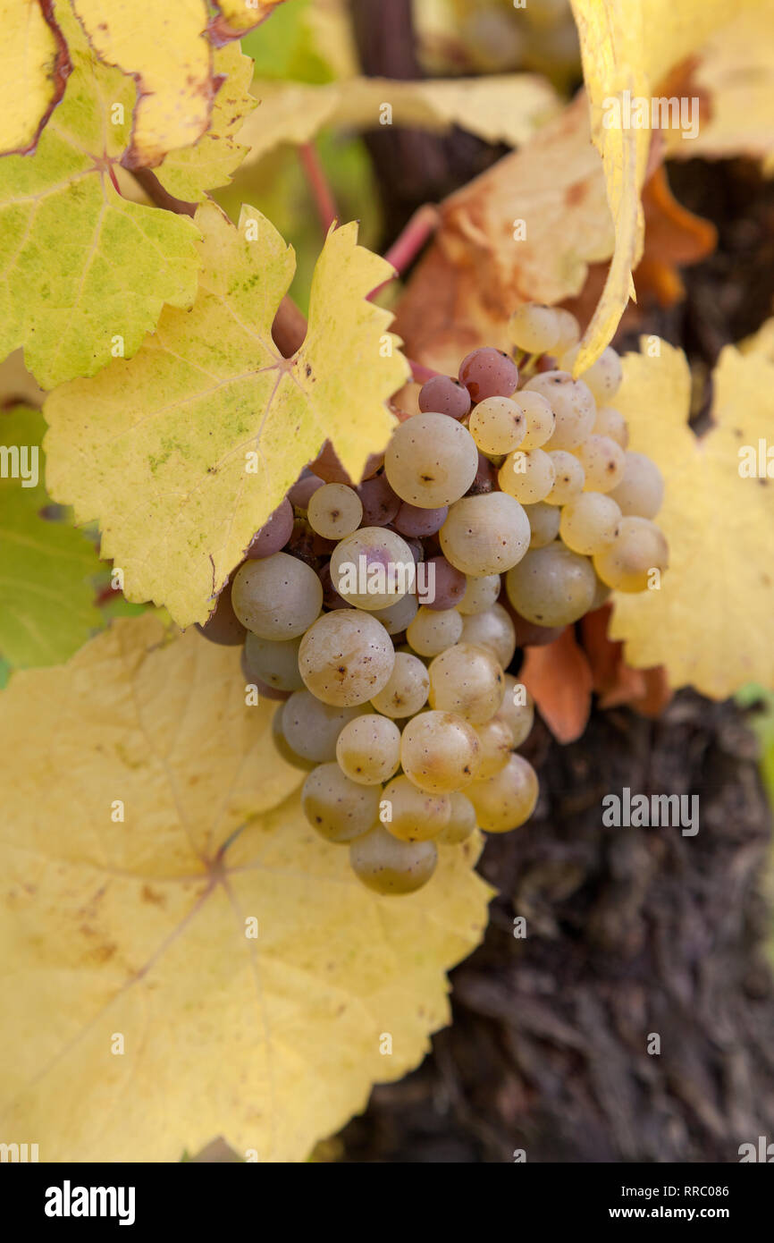 botany, riesling, grapes in the Upper Middle Rhine Valley, Hesse ...
