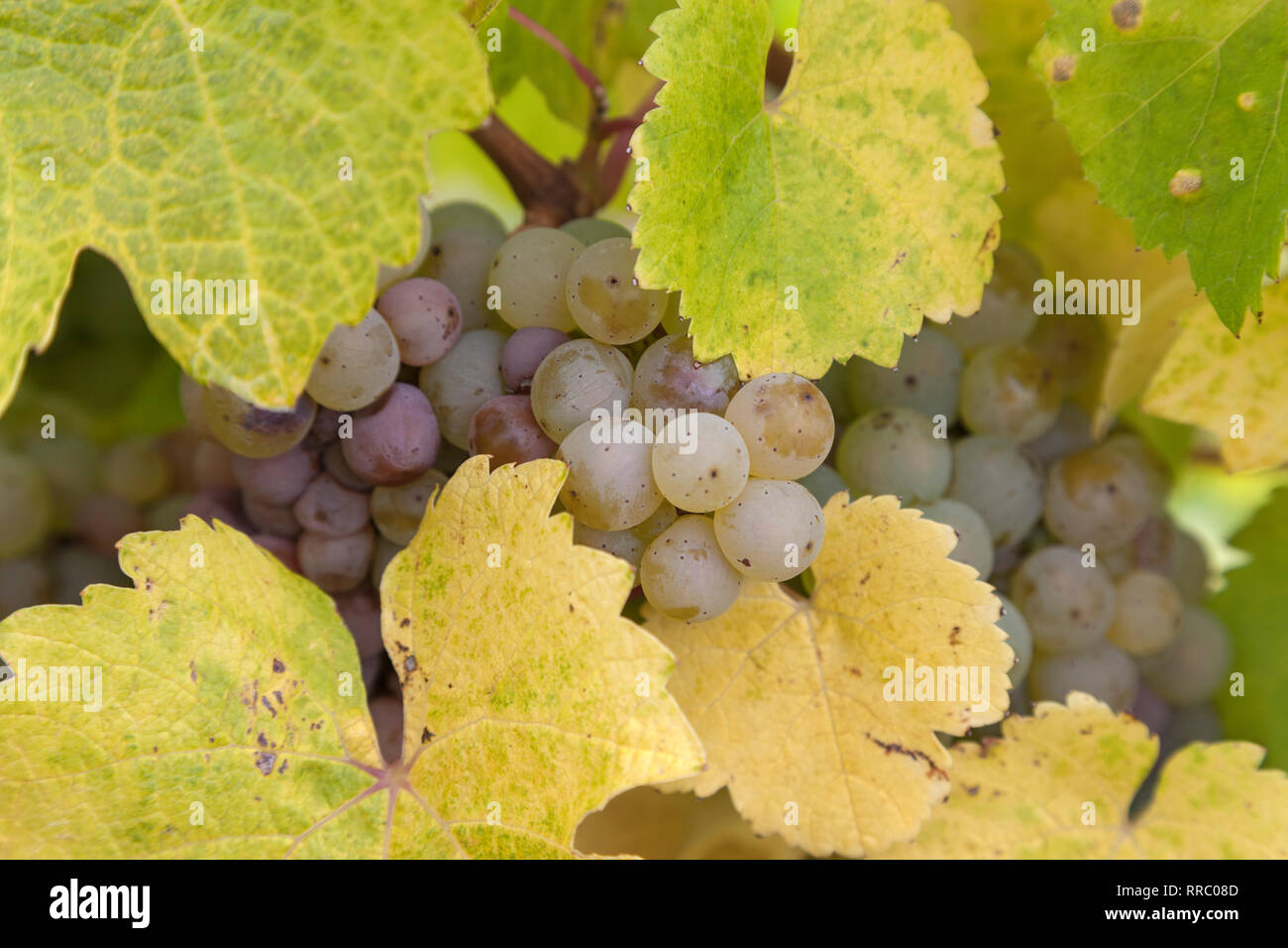 Riesling grapes hi-res stock photography and images - Alamy