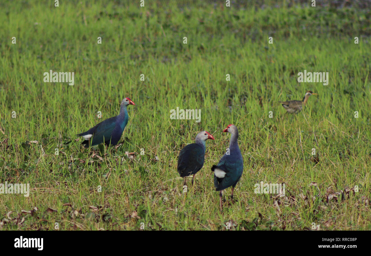 Swamphen -Swamphen is a migrated bird to Majuli ,Assam. it is also ...
