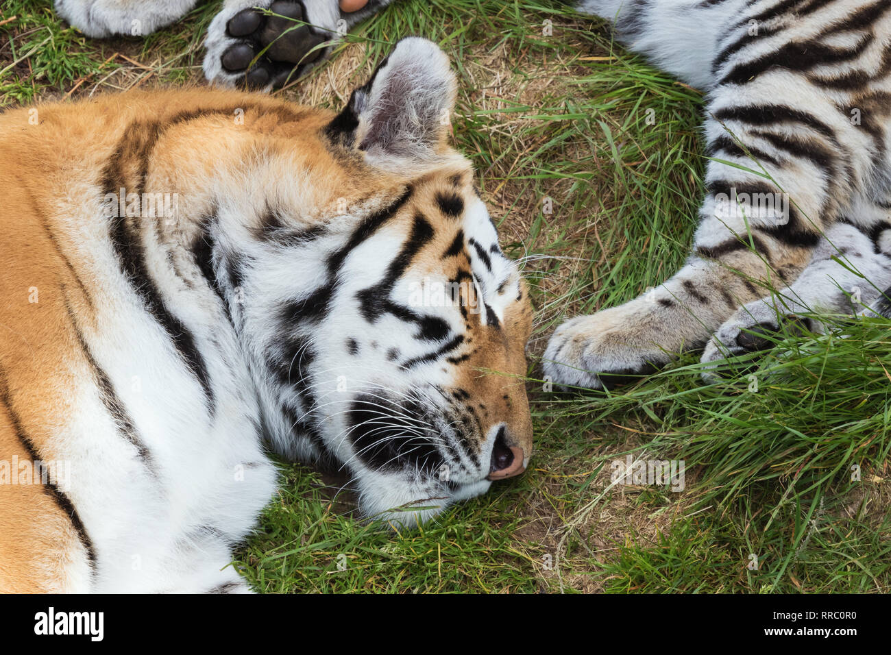 Siberian tiger sleeping in the grass and surrounded by other tigers² ...