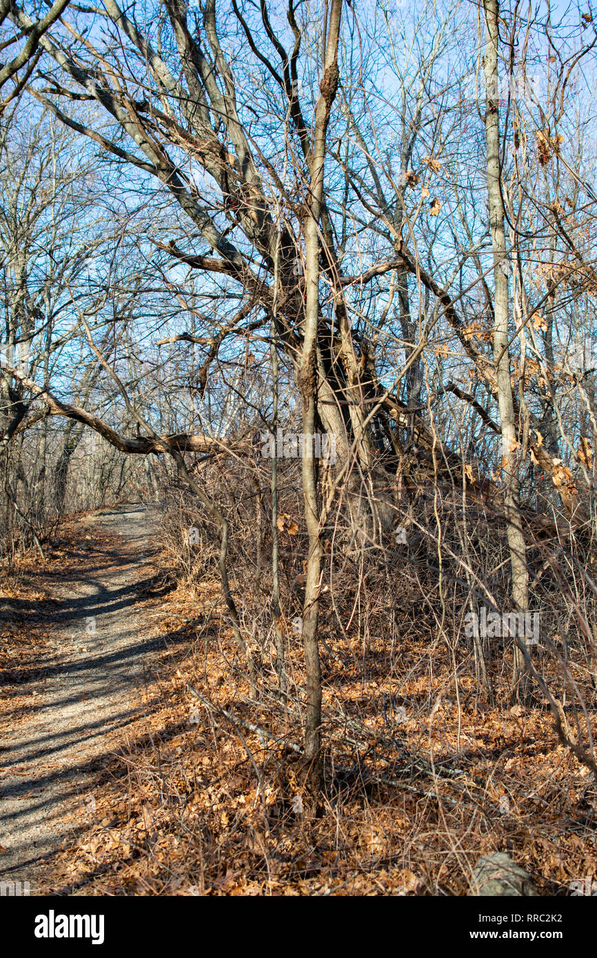 Tree lined path Stock Photo - Alamy