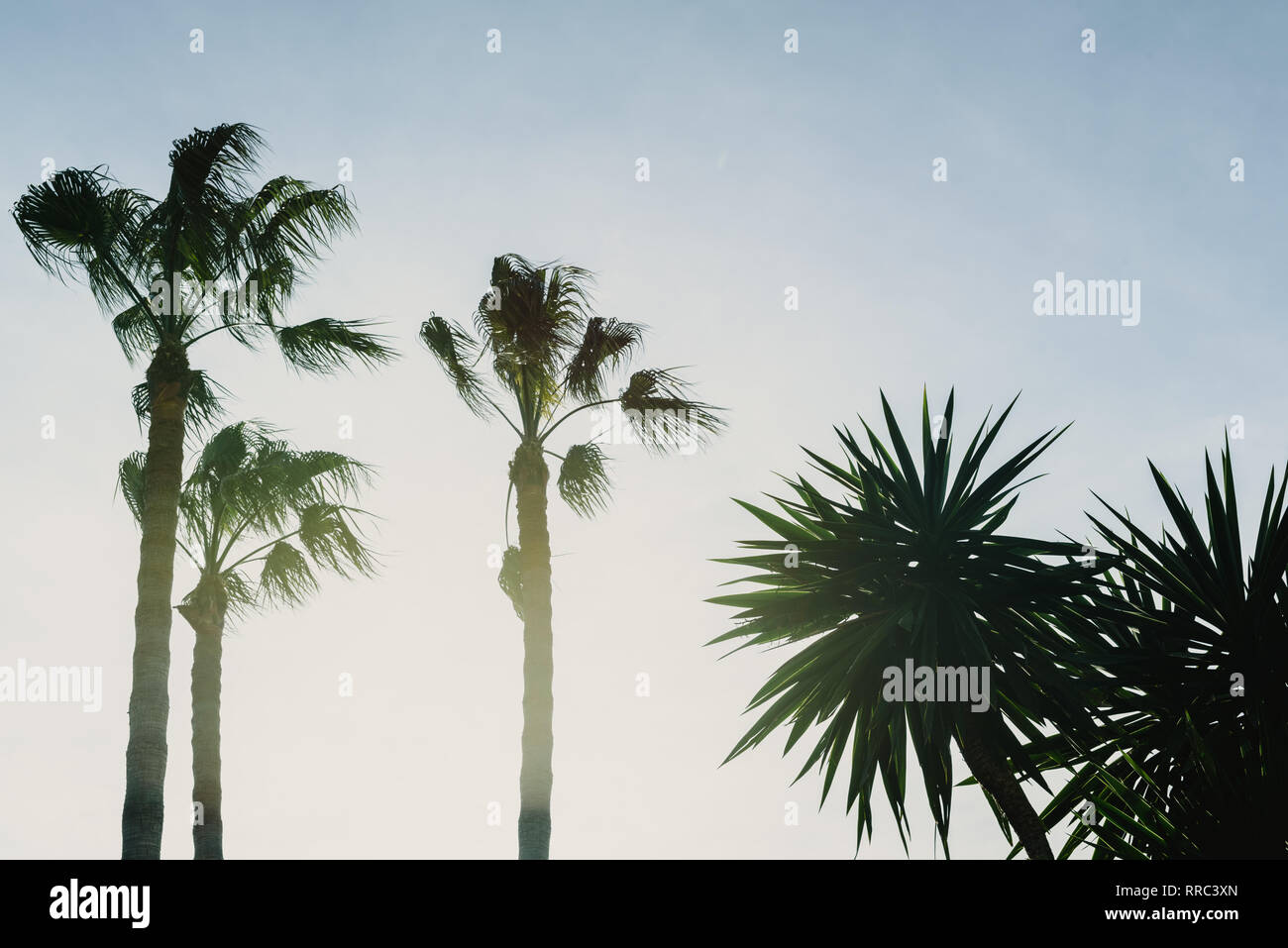 Silhouette of palm trees against backlight with blue sky background ...