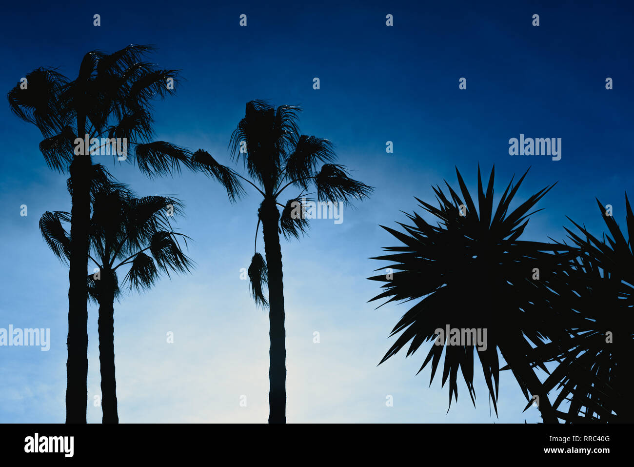 Silhouette of palm trees against backlight with blue sky background ...