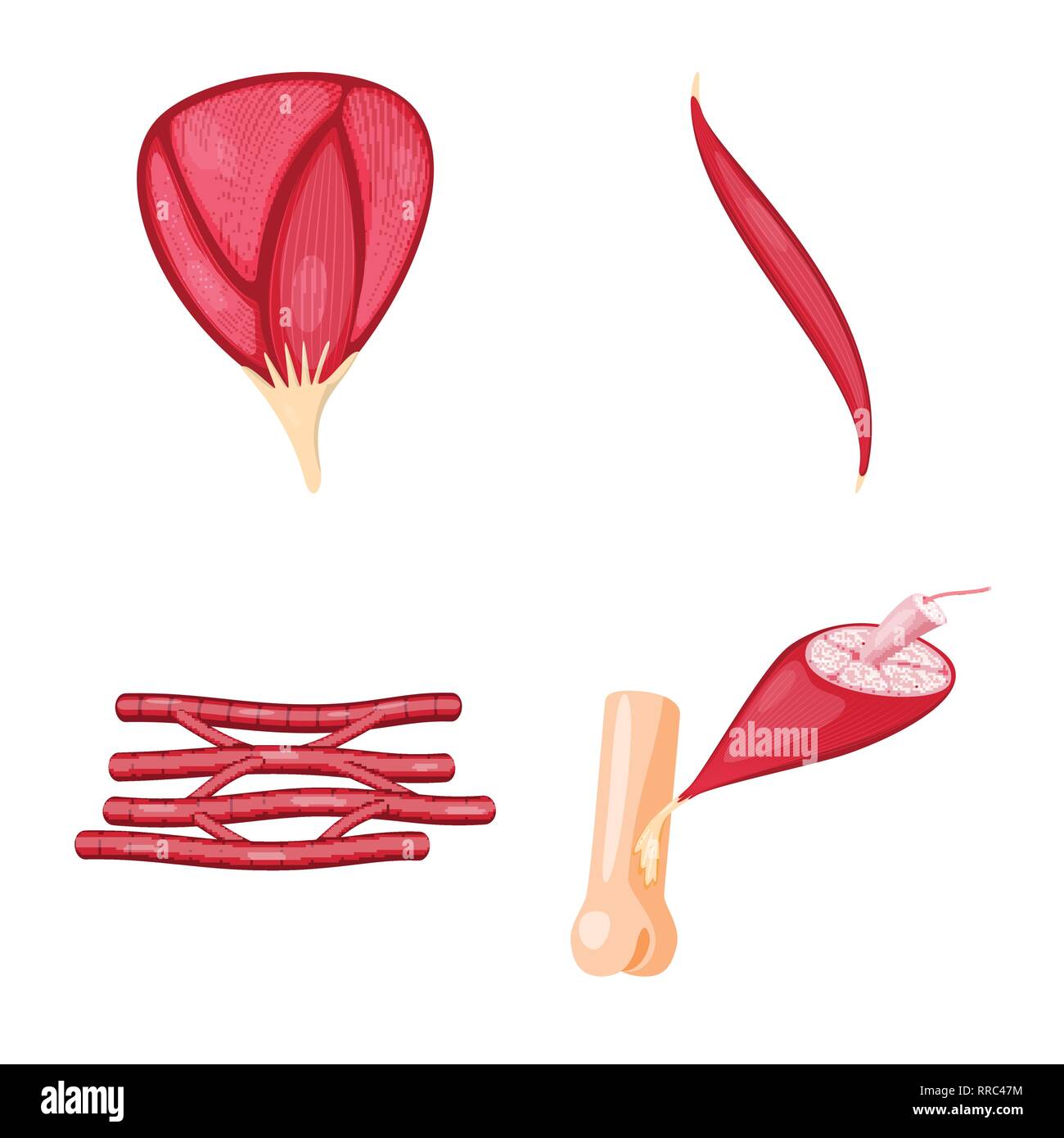 Vector design of muscle and cells sign. Set of muscle and anatomy stock ...