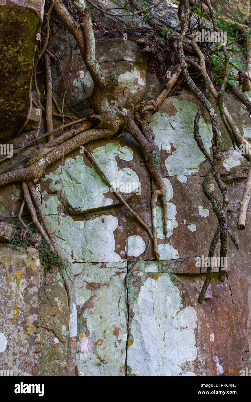 Africa tree root hi-res stock photography and images - Alamy