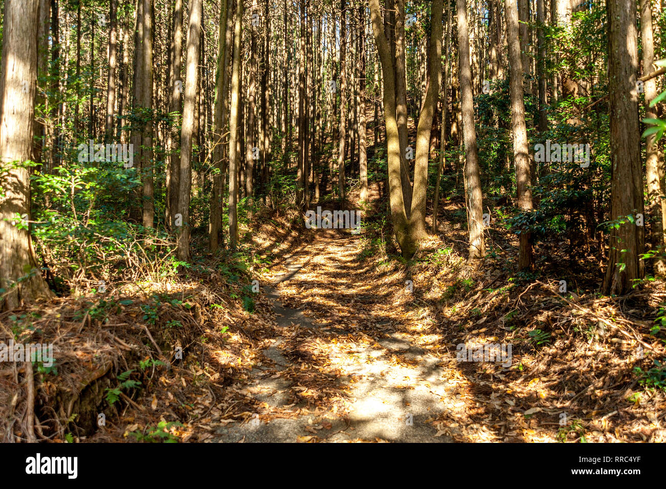 Japan cedar woods hi-res stock photography and images - Alamy