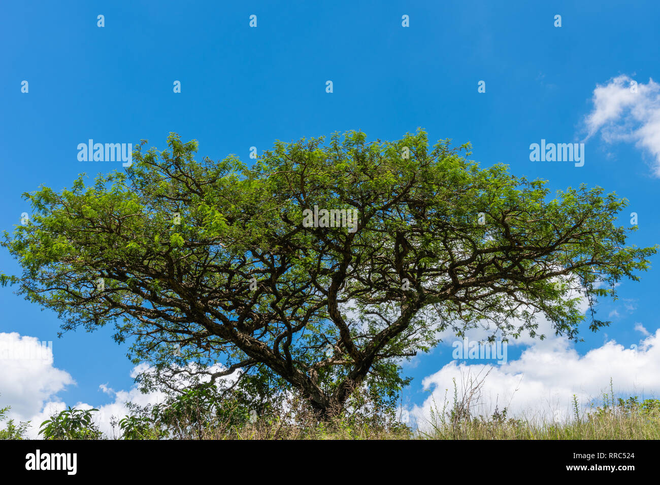Africa thorn trees hi-res stock photography and images - Alamy