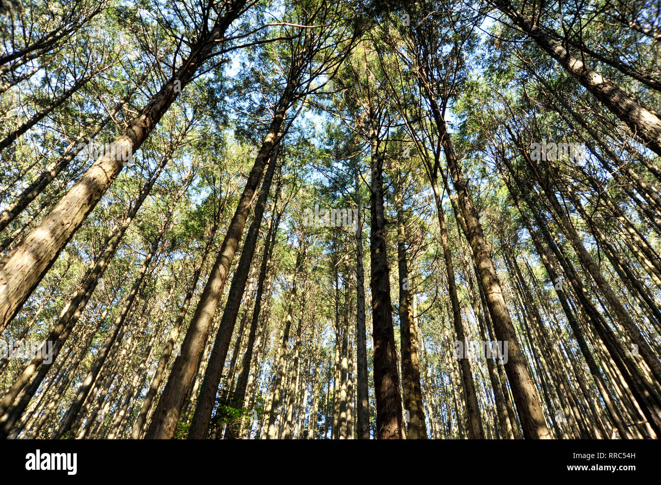 Cedar forest in Fuji City, Japan. Wide angle view from below against ...