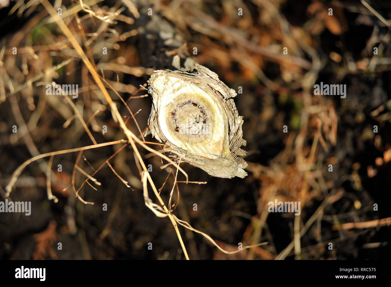 Tree trunk (cedar) sawed with amber colored resin in Fuji City, Japan ...