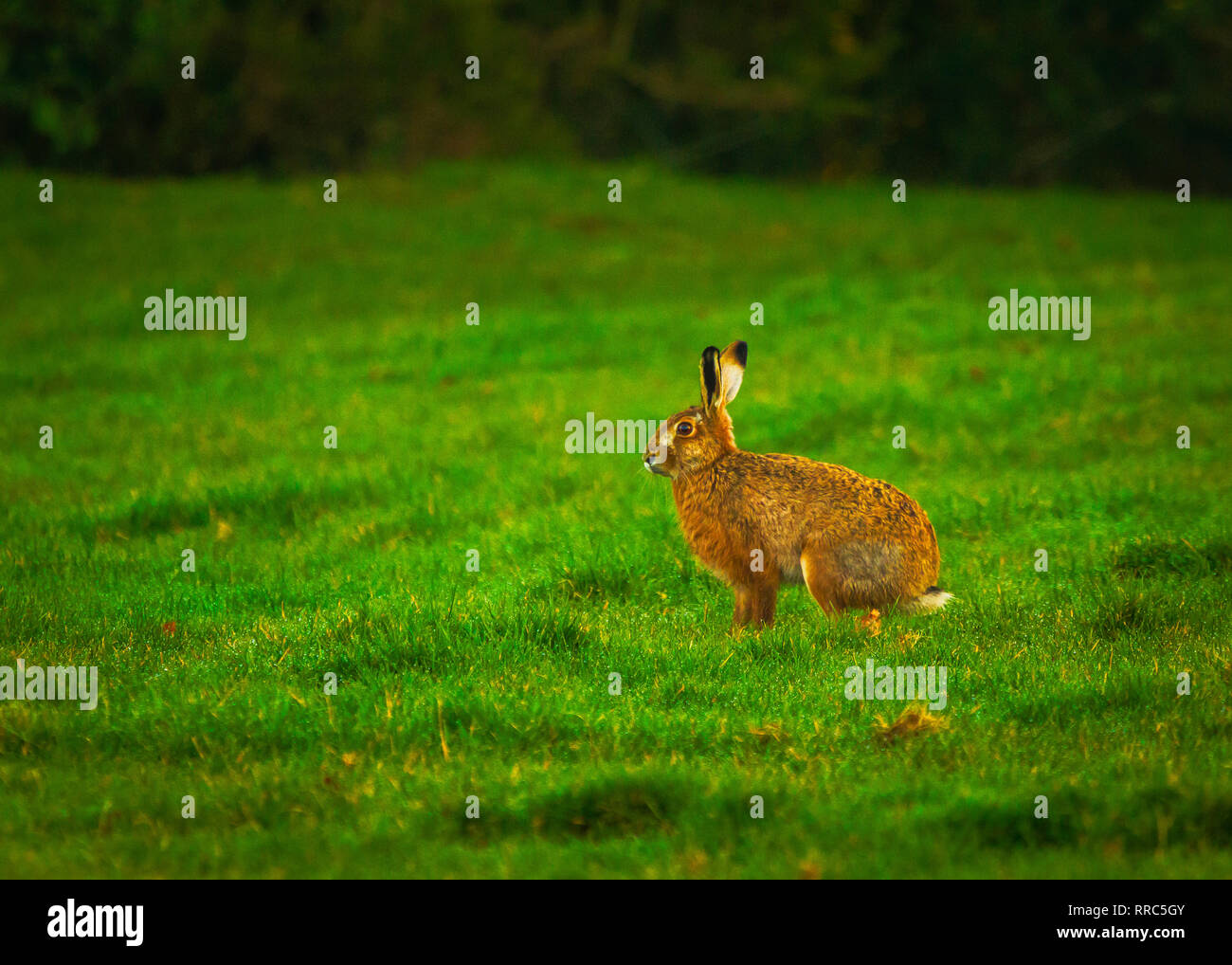 Lepus timid hi-res stock photography and images - Alamy