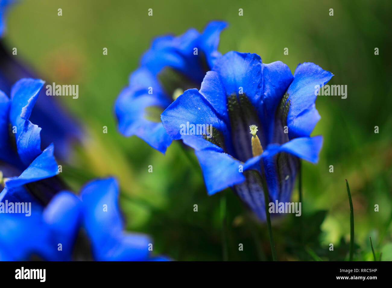 Alpine gentian gentiana alpina hi-res stock photography and images - Alamy