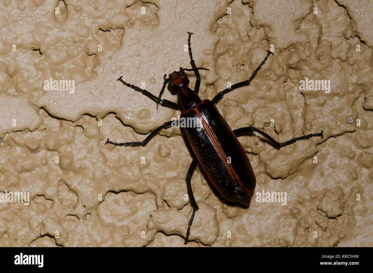 Blister Beetle, Pyrota akhurstiana, under porch light Stock Photo - Alamy