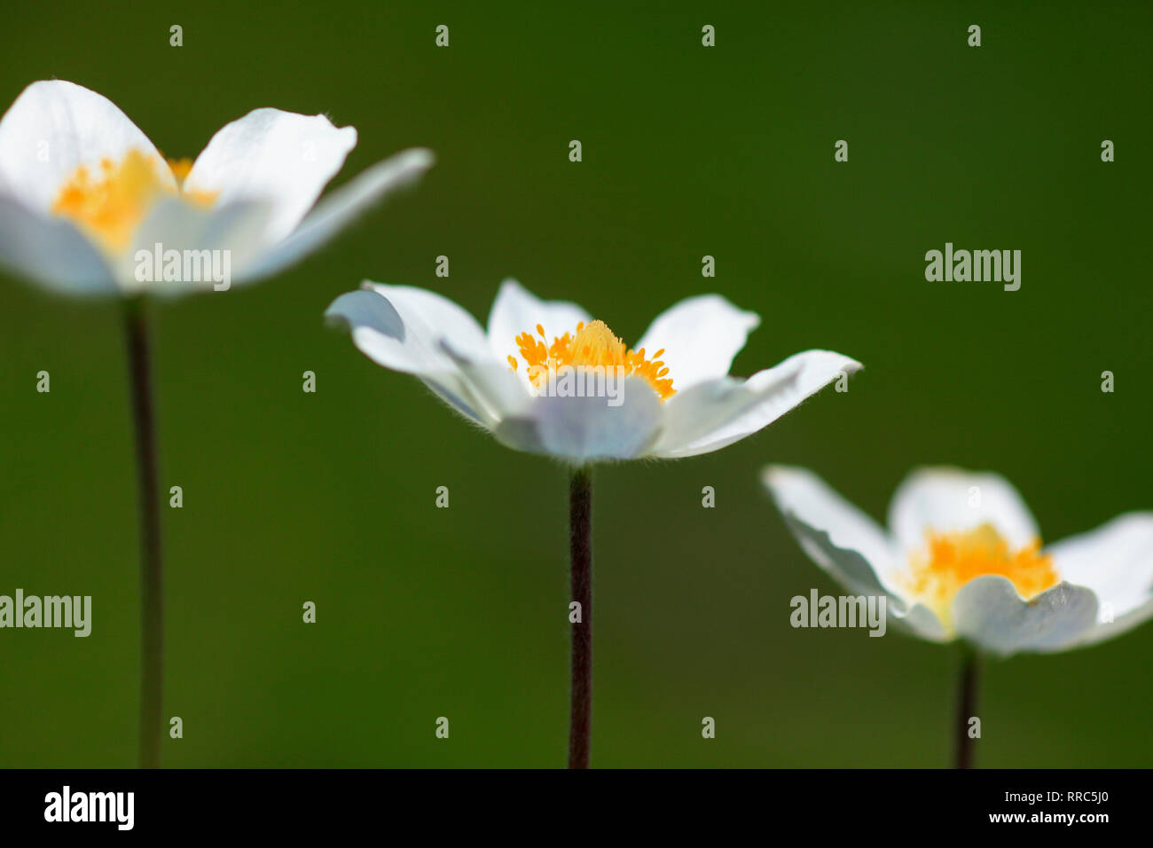 Alpine anemone hi-res stock photography and images - Alamy