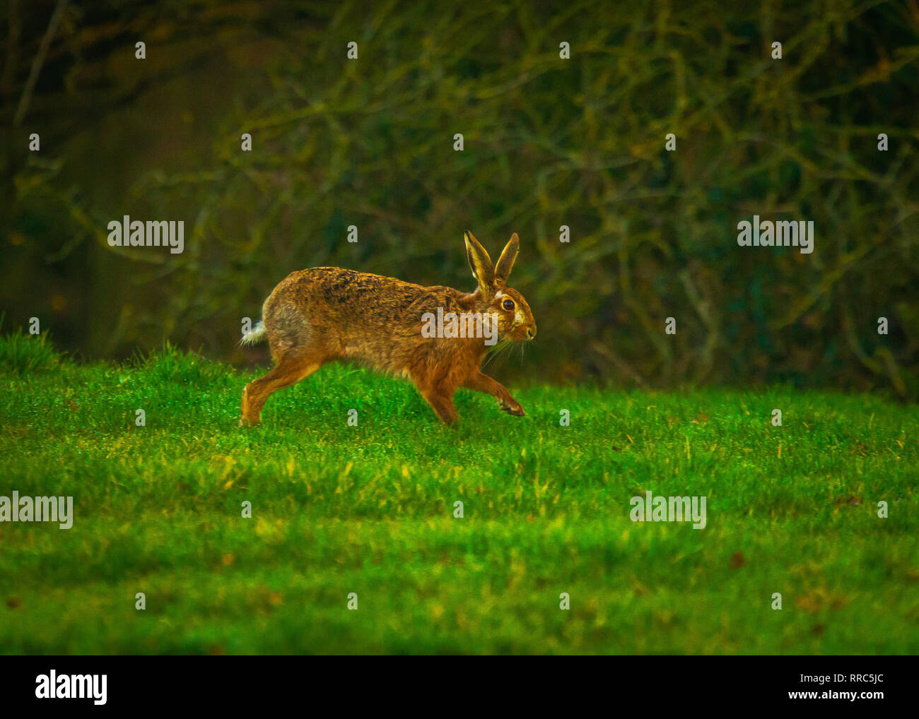 English hares hi-res stock photography and images - Alamy