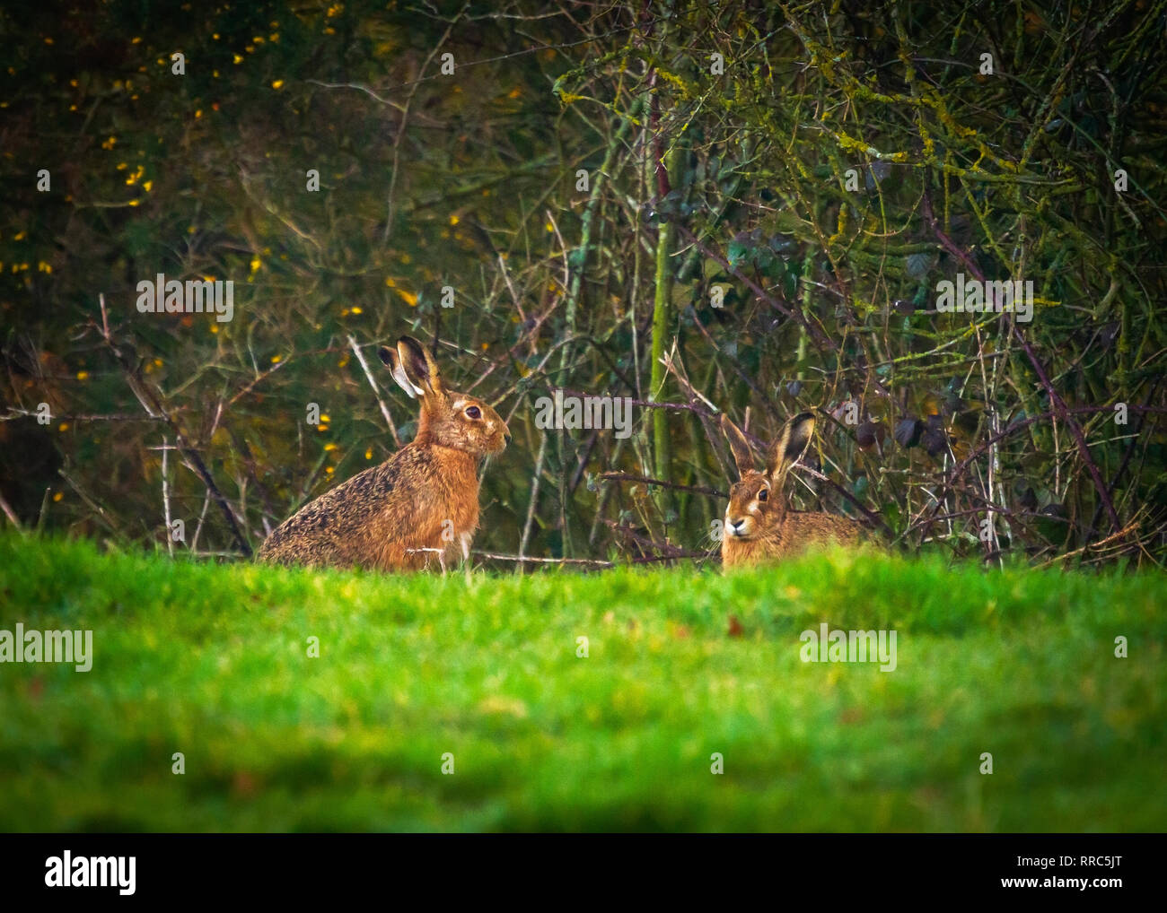 English hares hi-res stock photography and images - Alamy