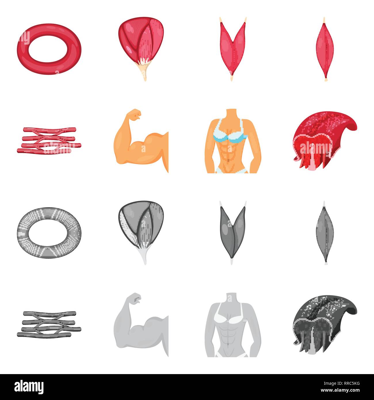 Isolated object of fiber and muscular symbol. Set of fiber and body ...