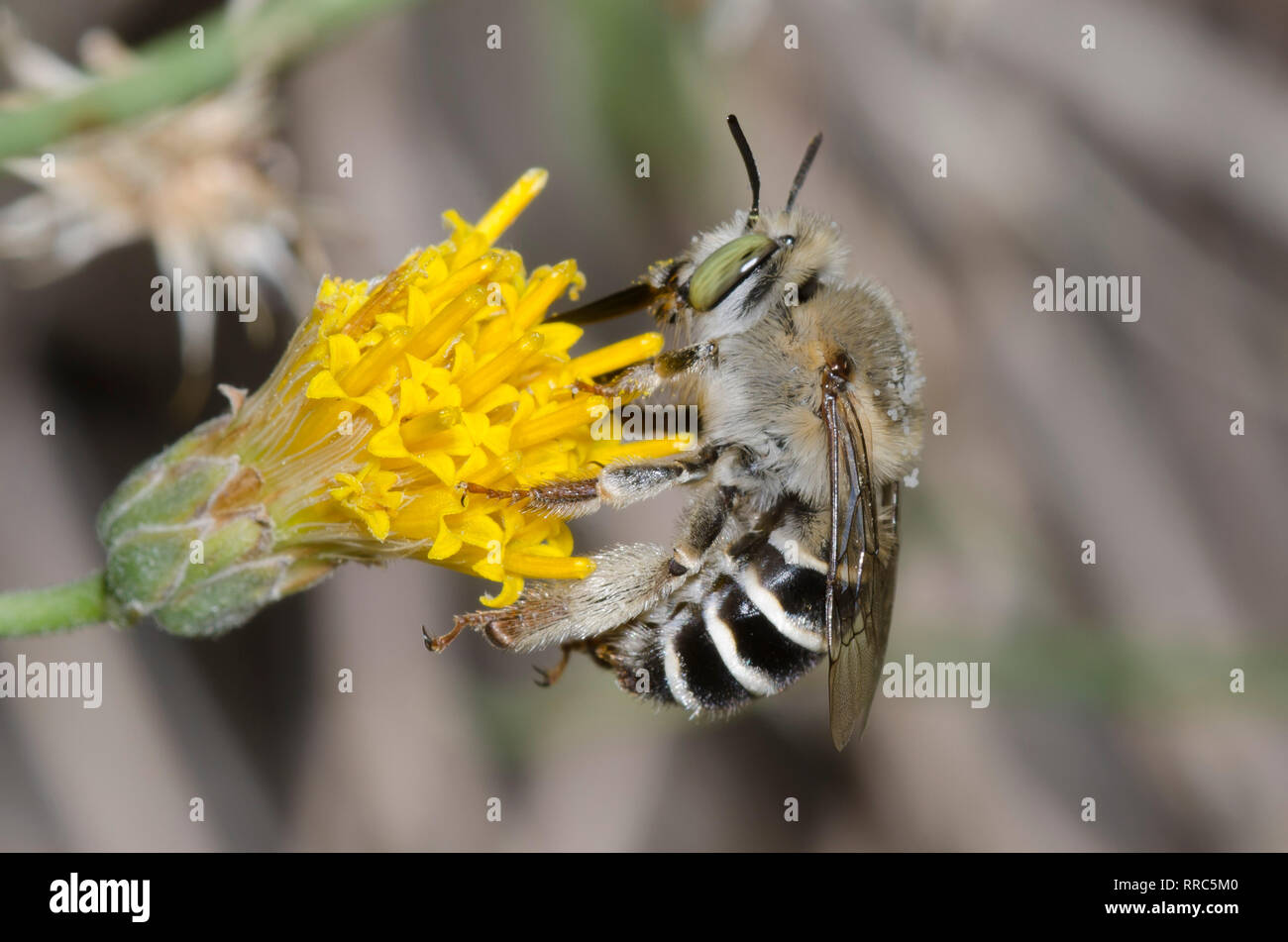 California Digger Bee, Anthophora californica, on San Felipe Dogweed ...