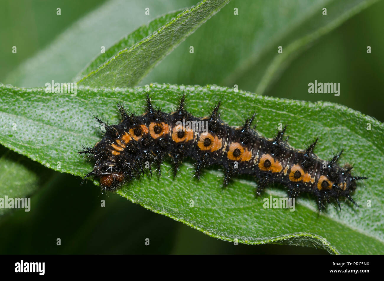 Bordered Patch, Chlosyne lacinia, larva on Plateau Goldeneye, Viguiera ...