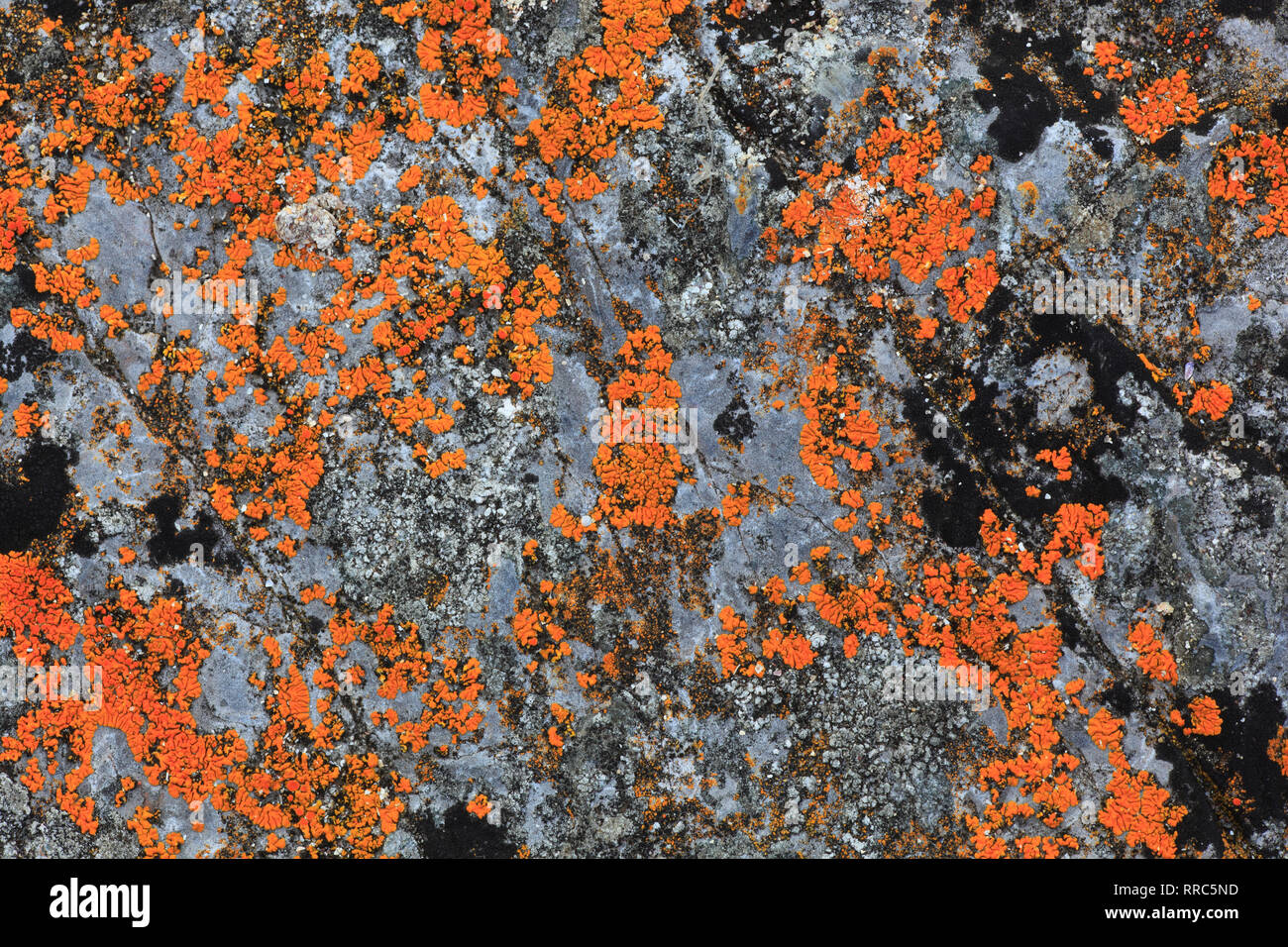 botany, lichens on rock in Swiss Alps, Bernese Oberland, Bern ...