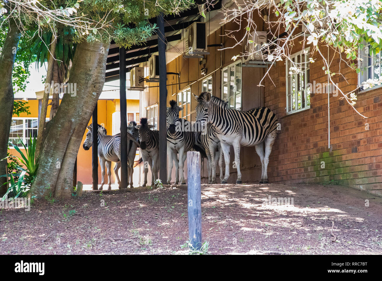A group of zebra standing in the shade of a building, South Africa ...