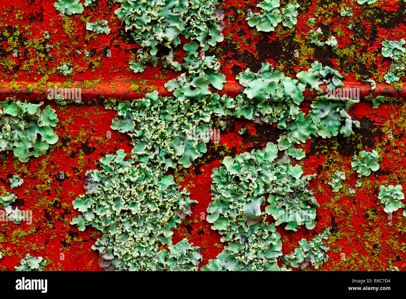 Approach of a rusted metal plate with lichens growing. Abundant growth ...