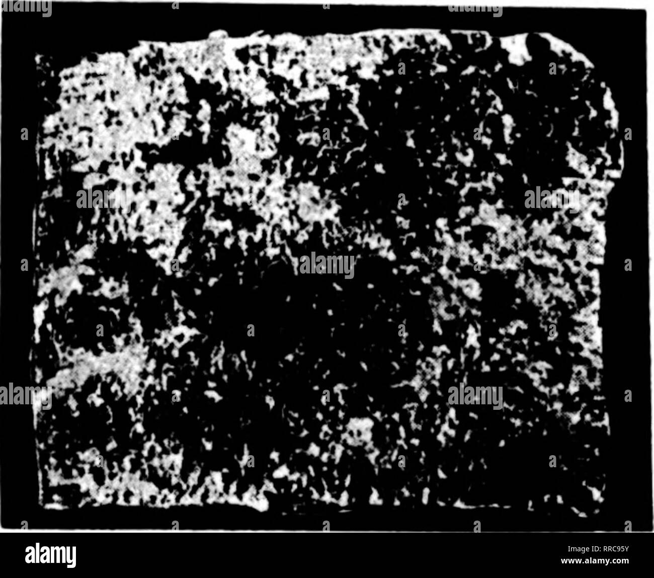. Florists' review [microform]. Floriculture. CORK BARK New Stock, 25c lb.