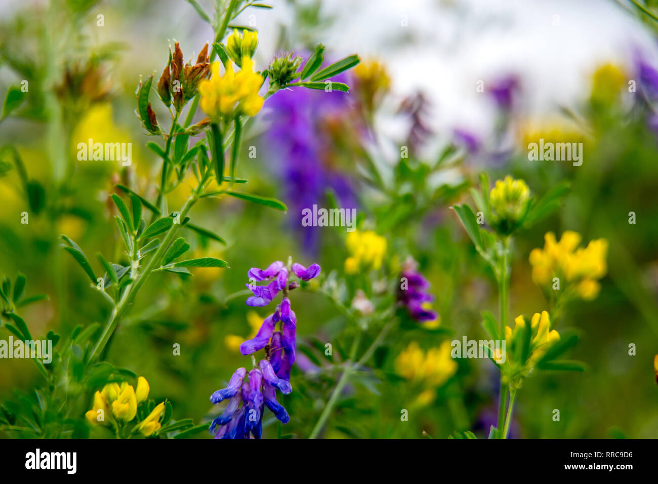 Pink and yellow wild blooming flowers. Beautiful pink and yellow rural ...